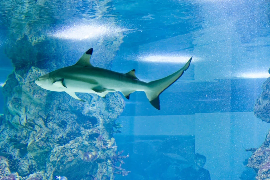 54 Family Things To Do In Las Vegas Off The Strip In 2024